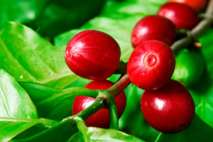 Home - Disagro Guatemala